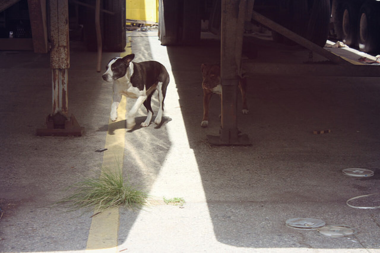 Homeless Dogs Are Scared Of Being Rescued — Until They Realize They're ...