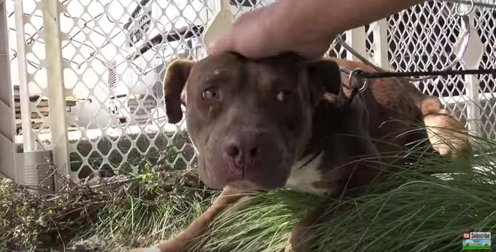 Homeless Dogs Are Scared Of Being Rescued — Until They Realize They're ...