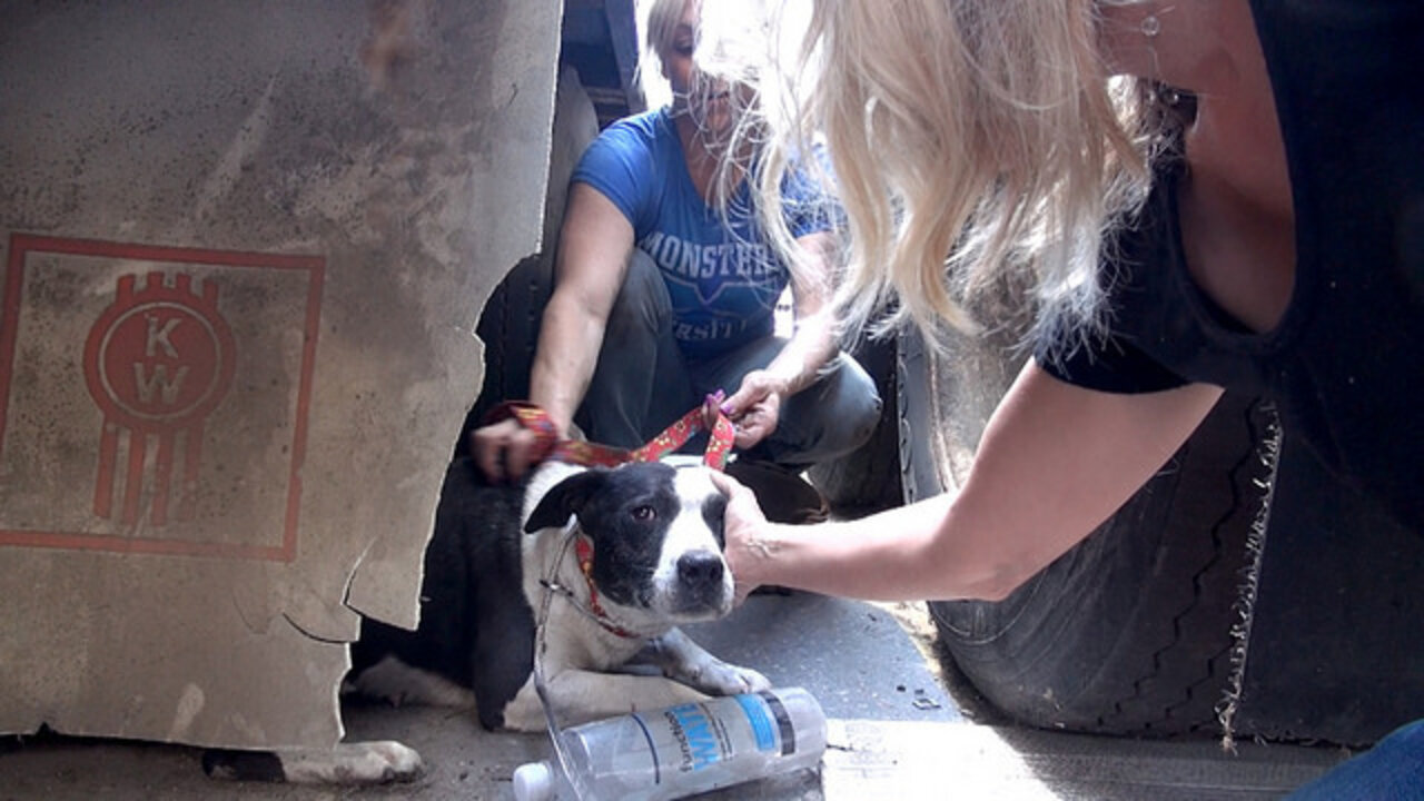 Homeless Dogs Are Scared Of Being Rescued — Until They Realize They're ...