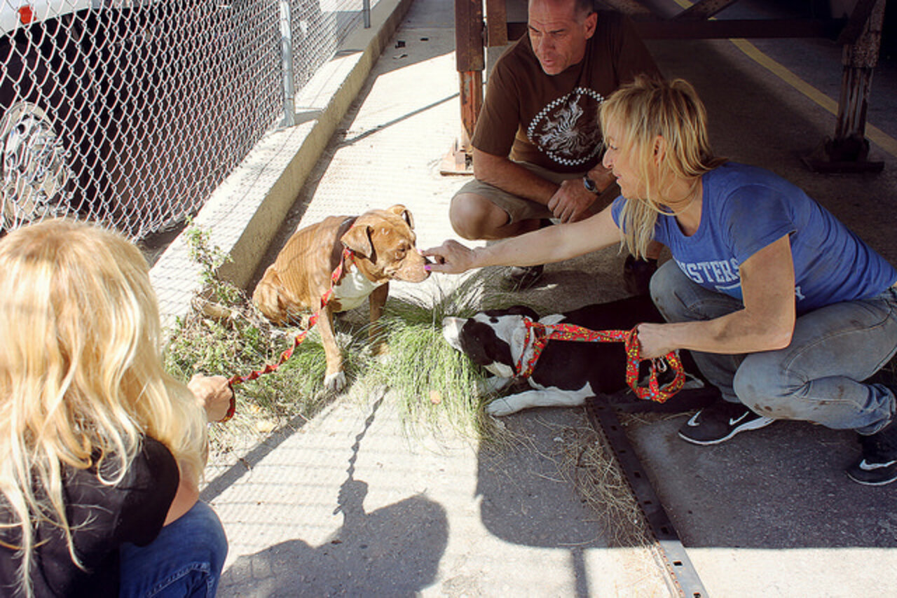 Homeless Dogs Are Scared Of Being Rescued — Until They Realize They're ...