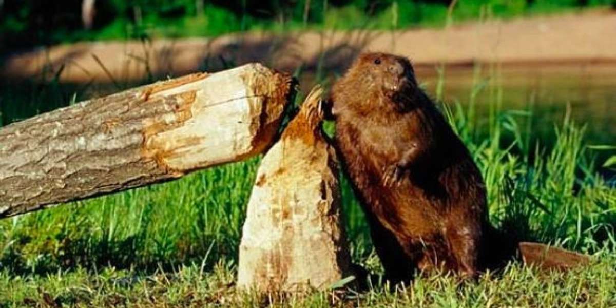 UK Conservationists Tell Parliament To Bring Back The Beaver - The Dodo