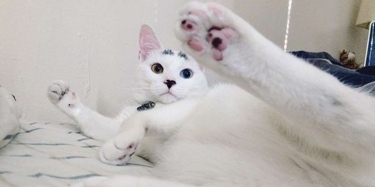 12 Cats Who Are Showing Off Their Toesies - The Dodo