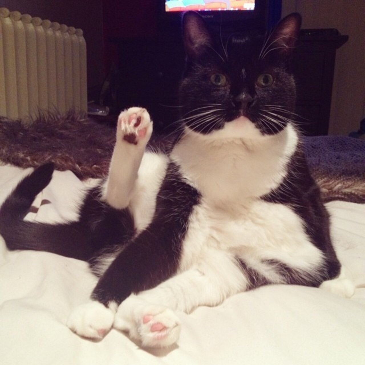 12 Cats Who Are Showing Off Their Toesies - The Dodo