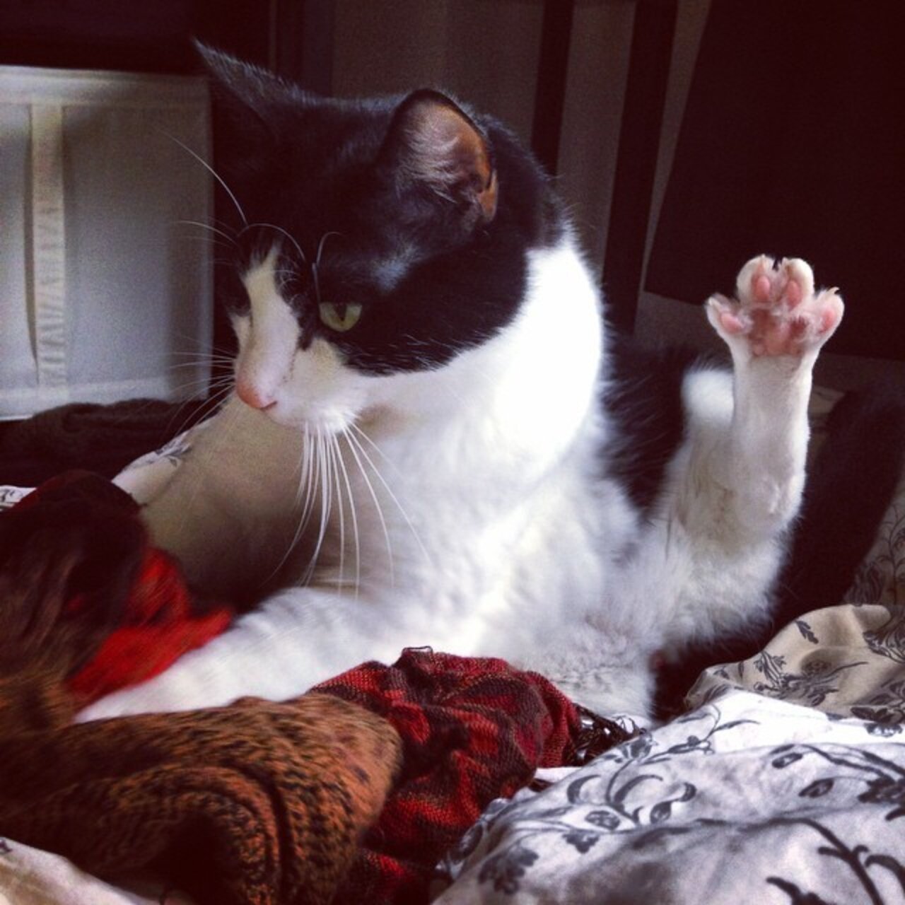 12 Cats Who Are Showing Off Their Toesies - The Dodo