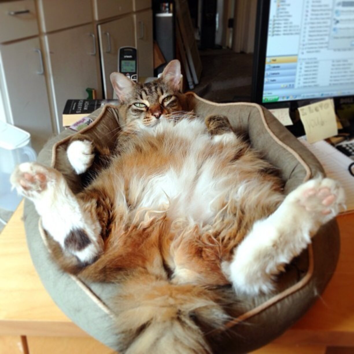 12 Cats Who Are Showing Off Their Toesies - The Dodo