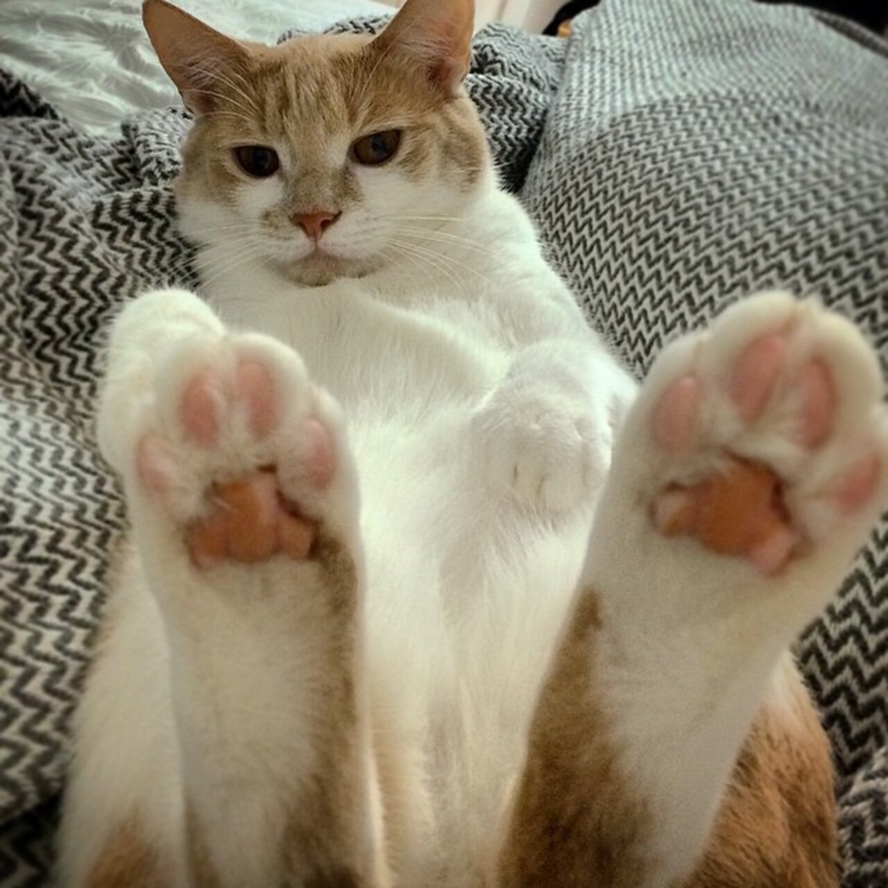 12 Cats Who Are Showing Off Their Toesies - The Dodo