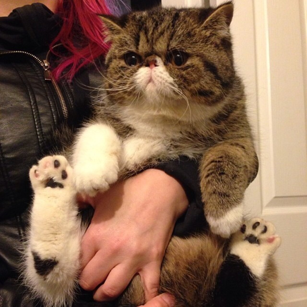 12 Cats Who Are Showing Off Their Toesies - The Dodo