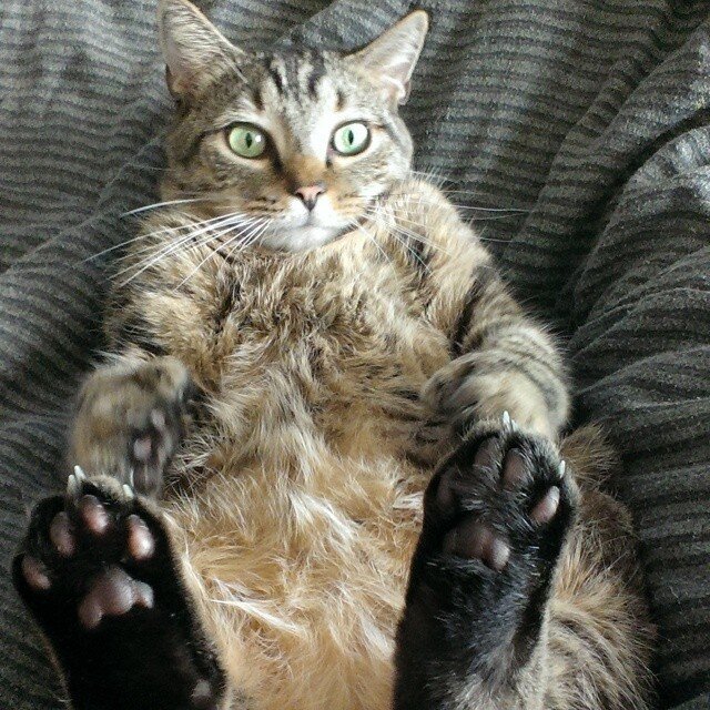 12 Cats Who Are Showing Off Their Toesies - The Dodo