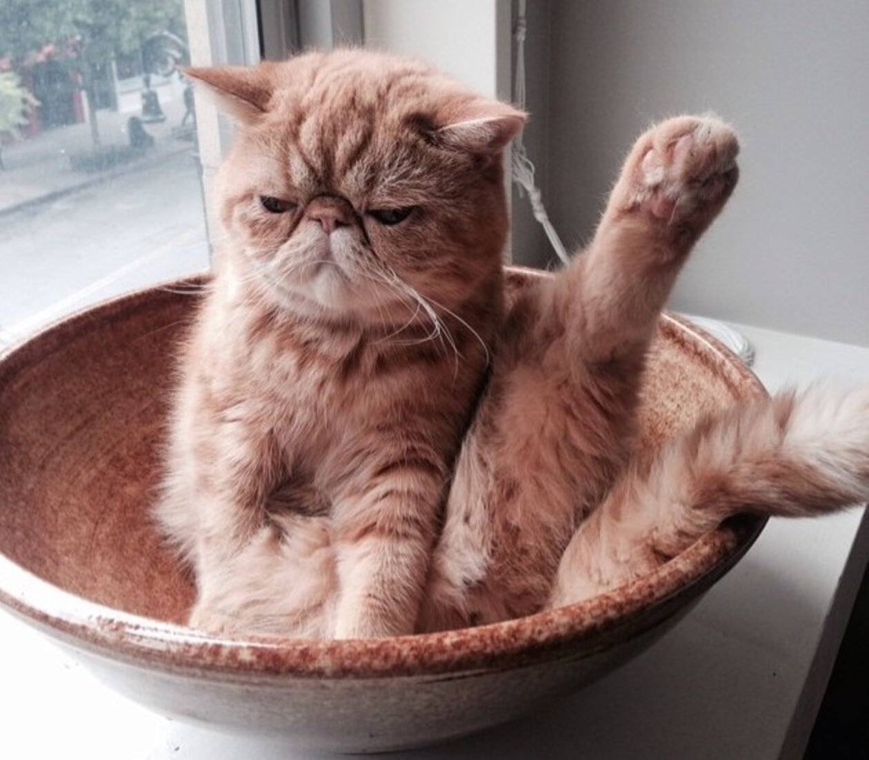 12 Cats Who Are Showing Off Their Toesies - The Dodo
