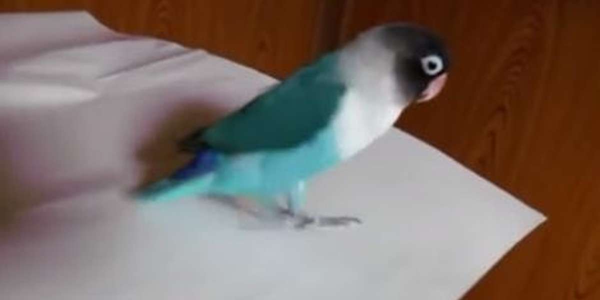 Tap-Dancing Parrot Is A Better Dancer Than You'll Ever Be - The Dodo