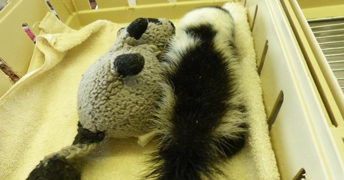 Orphaned Skunks Snuggle With Stuffed Animals To Keep Warm - The Dodo