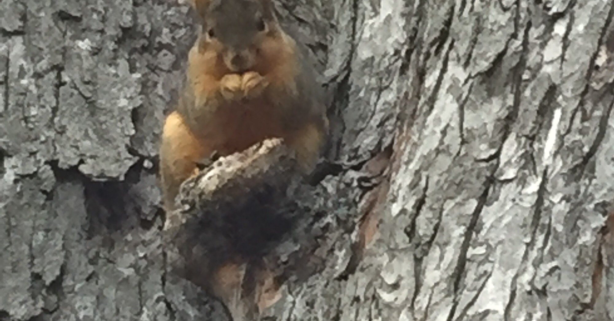 Man Builds Little Chair For Squirrels In His Backyard - The Dodo