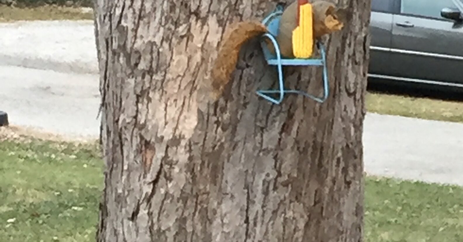 Man Builds Little Chair For Squirrels In His Backyard - The Dodo