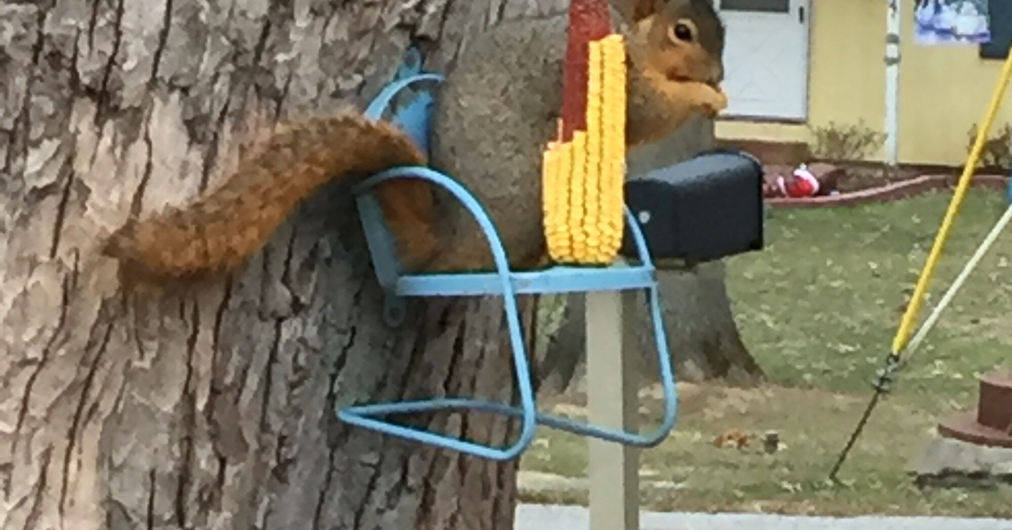 Man Builds Little Chair For Squirrels In His Backyard - The Dodo
