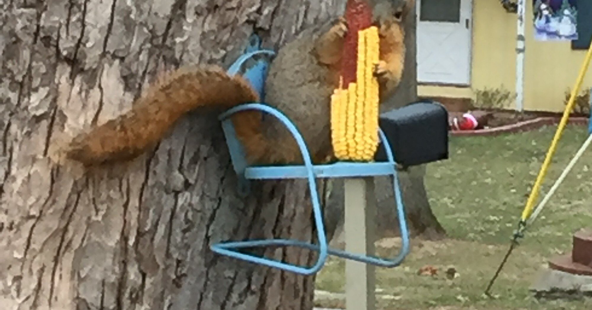 Man Builds Little Chair For Squirrels In His Backyard - The Dodo