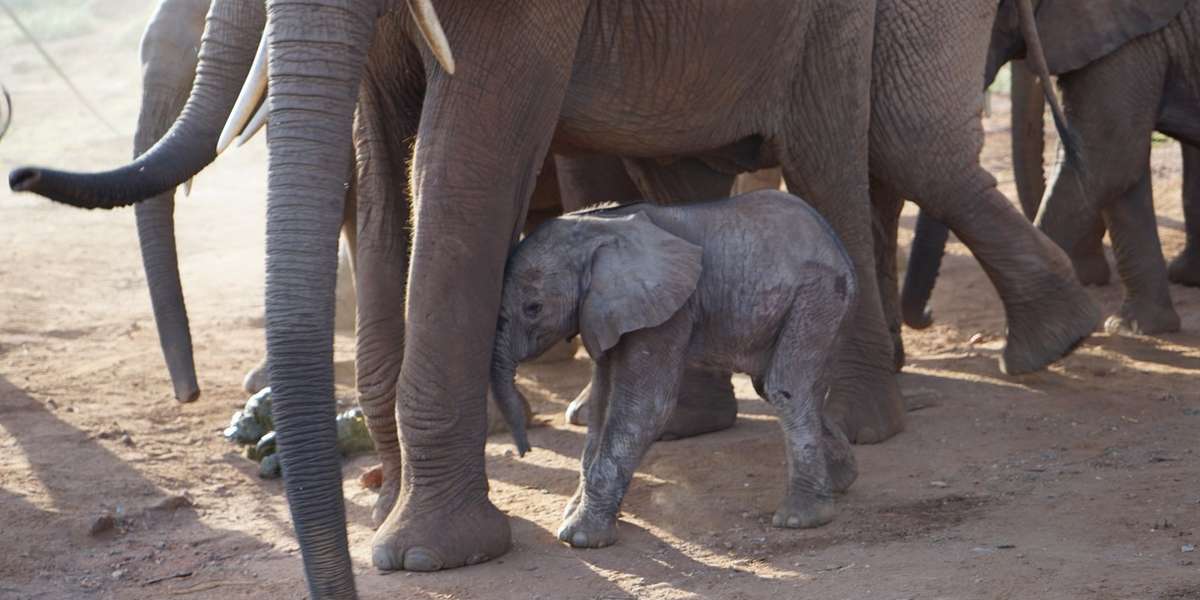 Inspiring Footage Captures Rare Elephant Birthing Baby - The Dodo