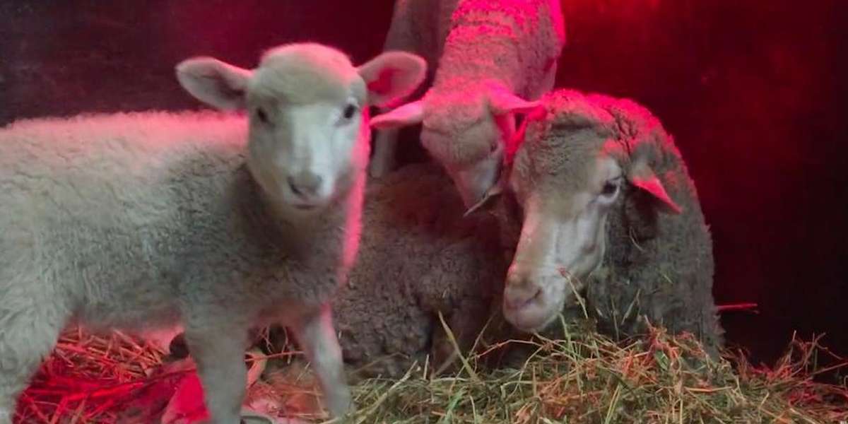 Sick Mama Sheep Gets The Sweetest Reason To Live - The Dodo