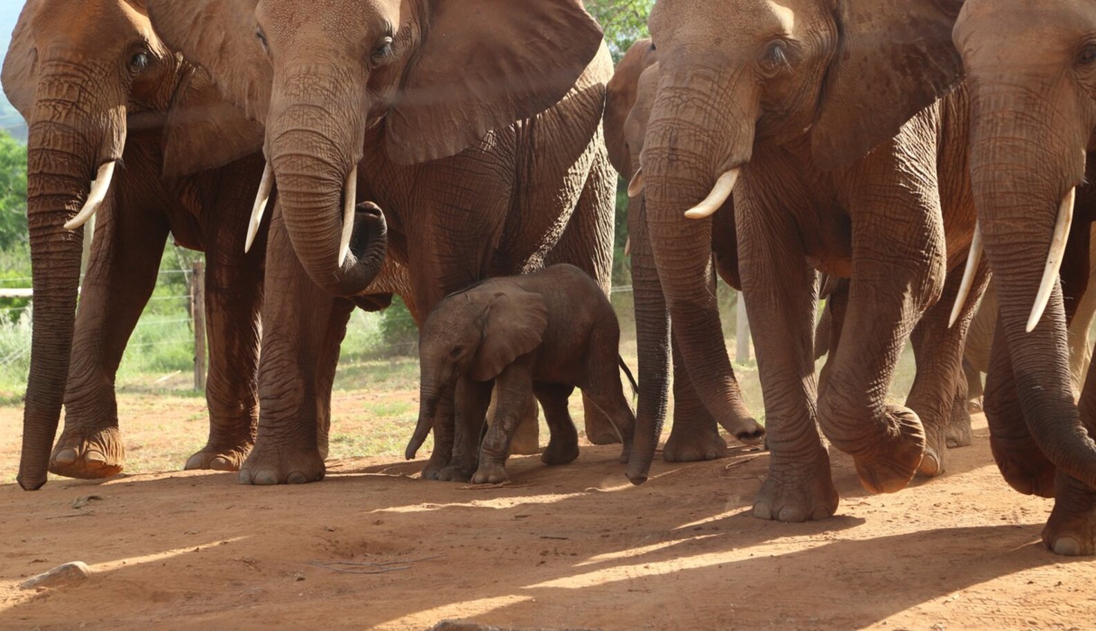 Inspiring Footage Captures Rare Elephant Birthing Baby - The Dodo