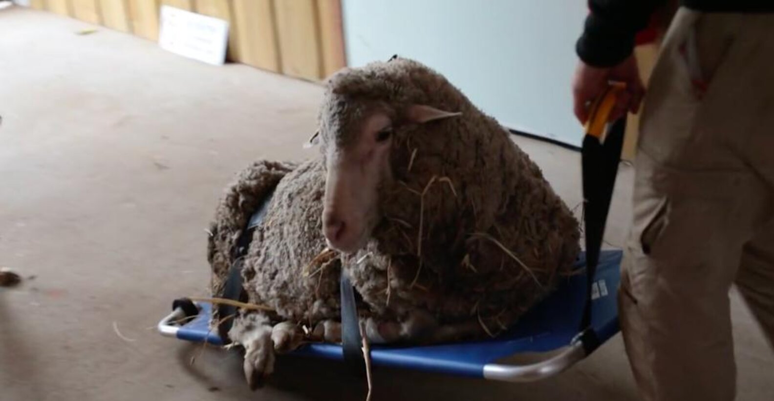 Sick Mama Sheep Gets The Sweetest Reason To Live - The Dodo