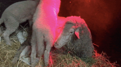 Sick Mama Sheep Gets The Sweetest Reason To Live - The Dodo