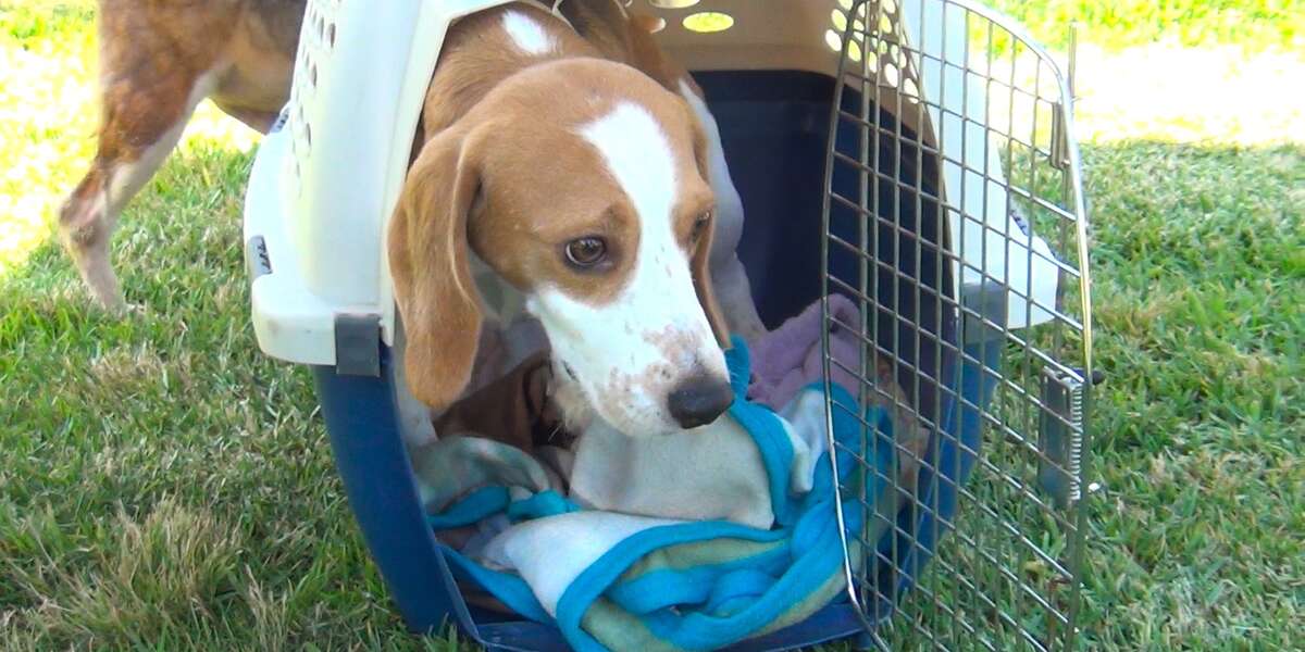 Dogs Freed From Labs Get Their First Taste Of Freedom - The Dodo