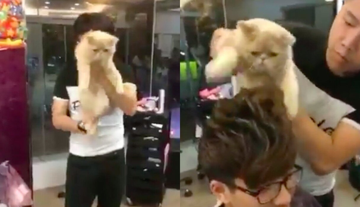 Salon Cat Will Make You Believe In The Beauty Of Your Dreams - The Dodo