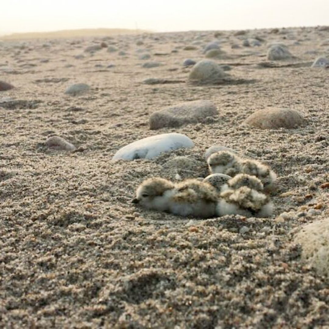 [Untitled] - The Dodo