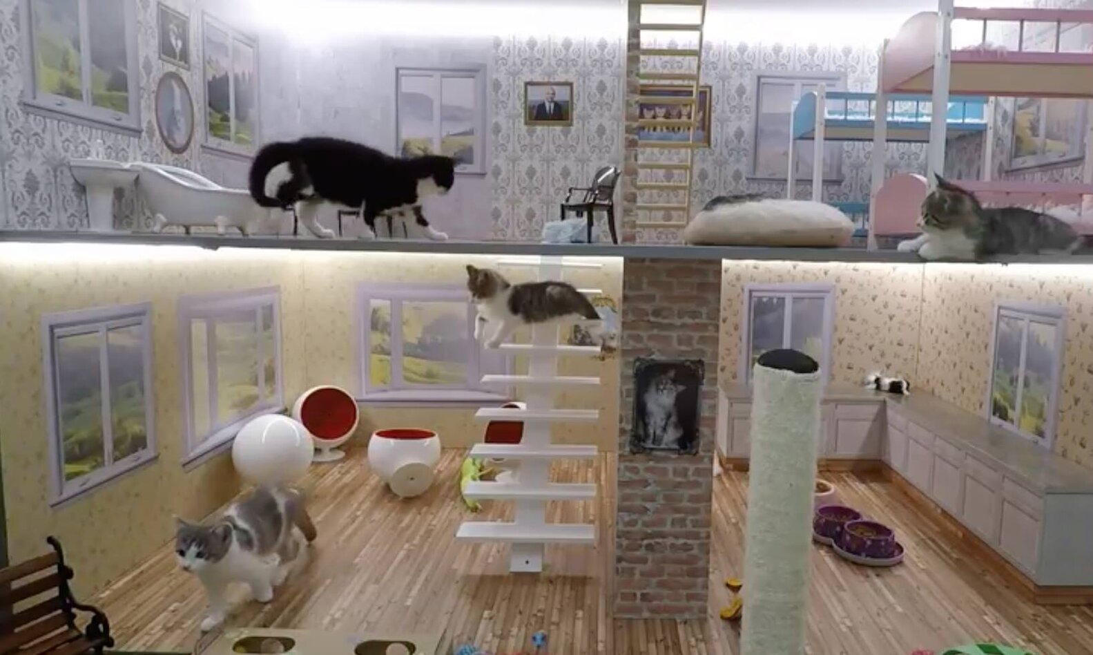 New Reality Show Features Kittens Living In A Dollhouse - The Dodo