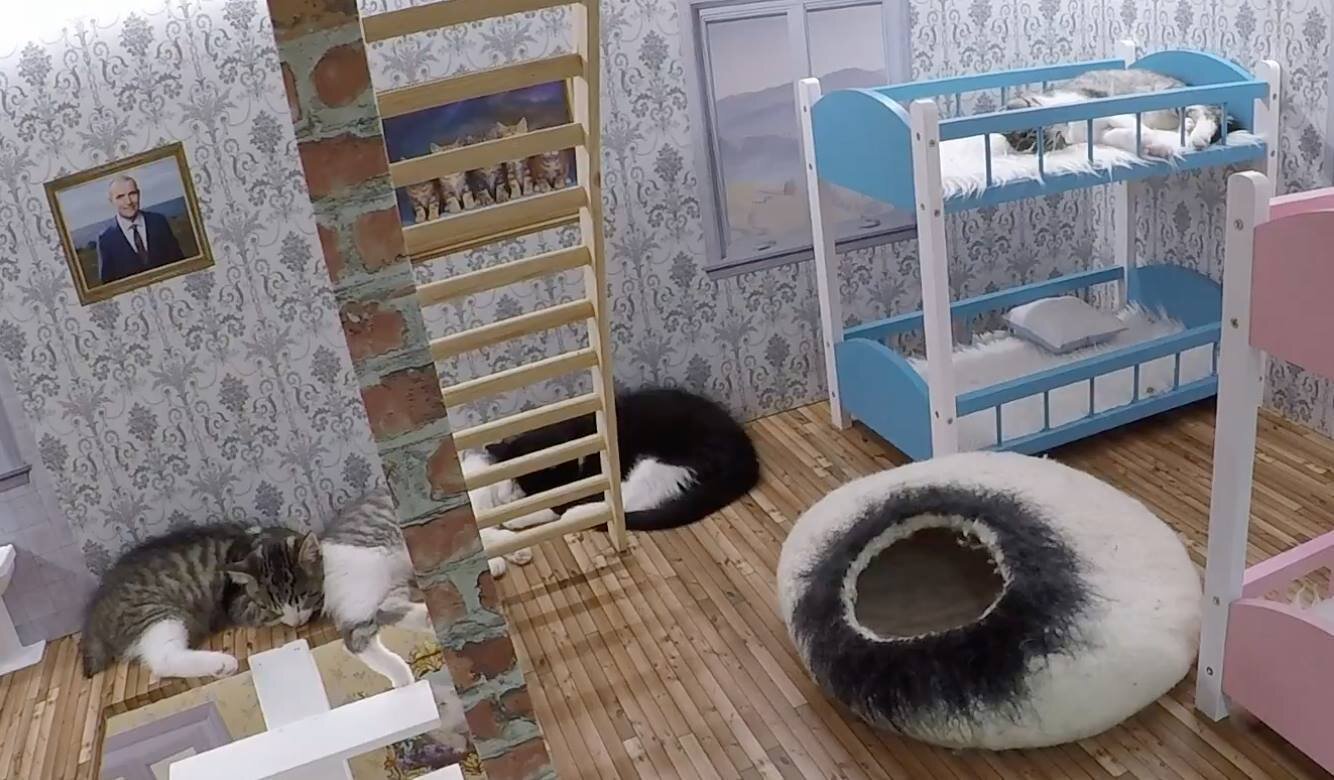 New Reality Show Features Kittens Living In A Dollhouse - The Dodo