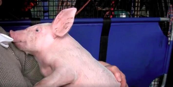 Rescued Piglet Explores The World For The Very First Time - The Dodo