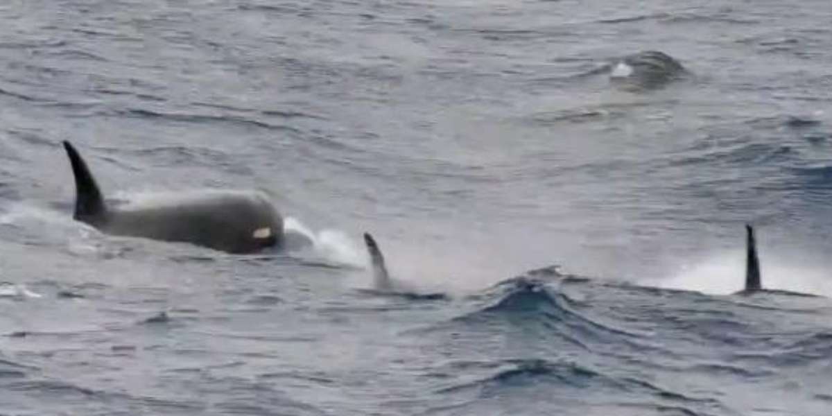 Elusive Orca Pod Caught On Film For The First Time - The Dodo