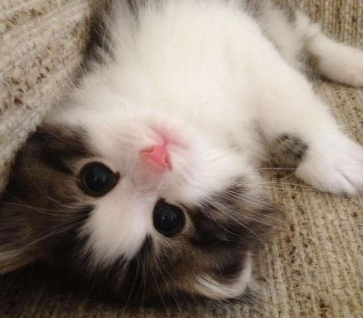 Cats Randomly Appear In The Articles You're Reading With New App ...