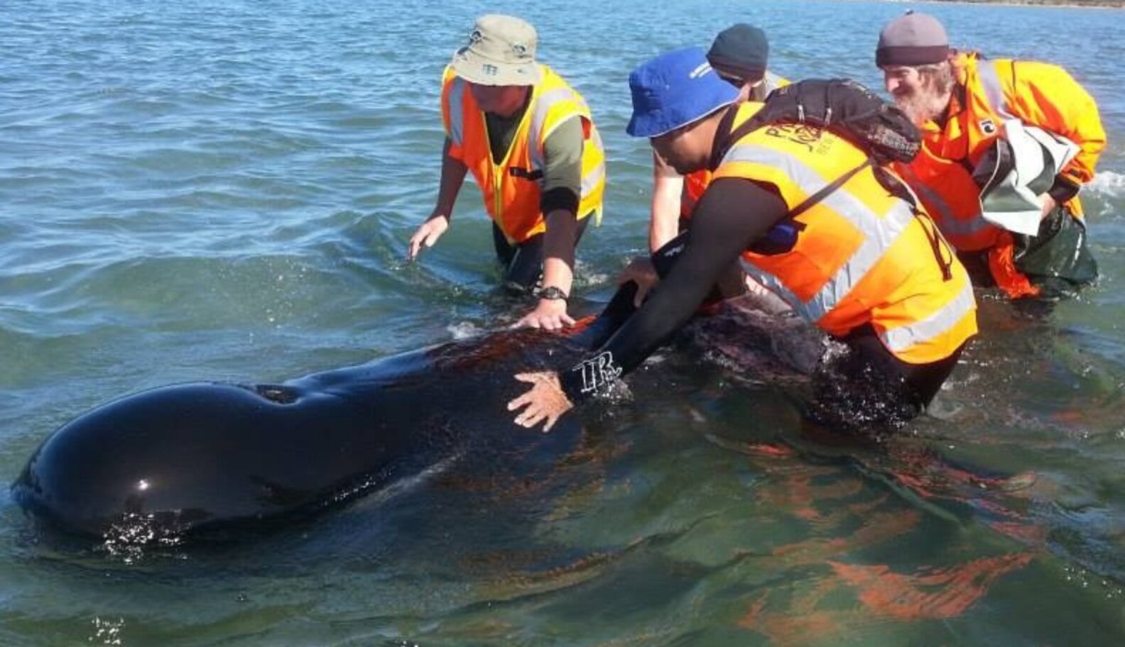 Volunteers Rescue Dozens of Pilot Whales Stranded In New Zealand - The Dodo