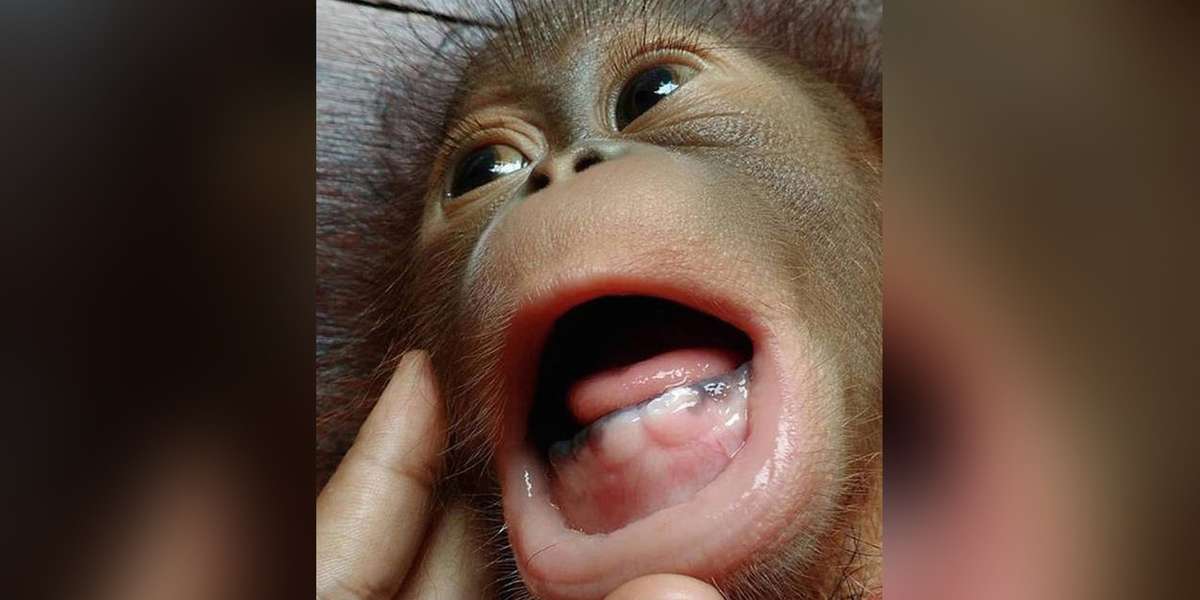 Rescued Baby Orangutan Shows Off Her First Teeth - The Dodo