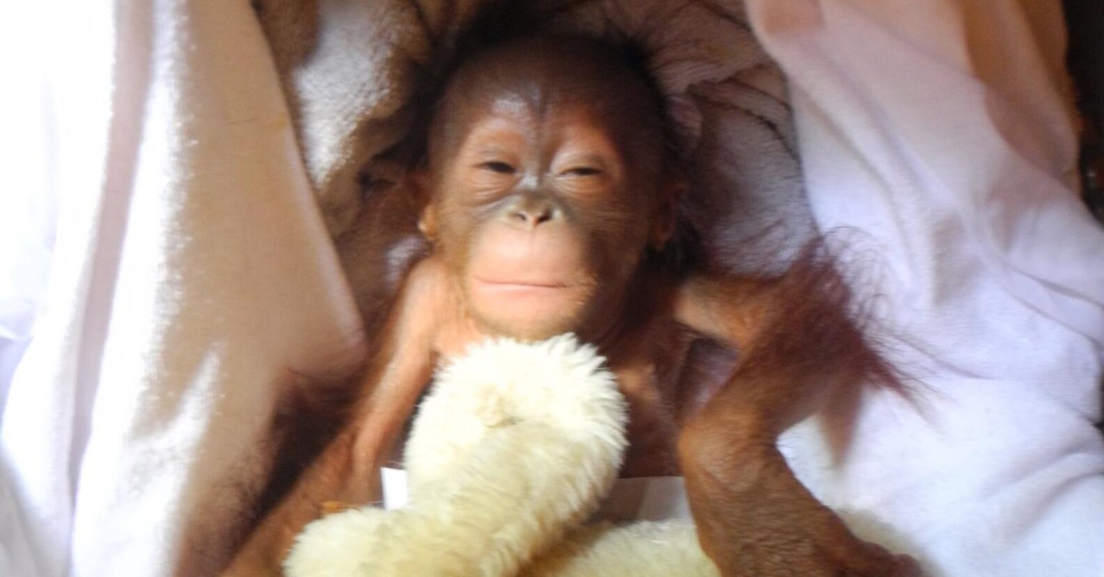Rescued Baby Orangutan Shows Off Her First Teeth - The Dodo