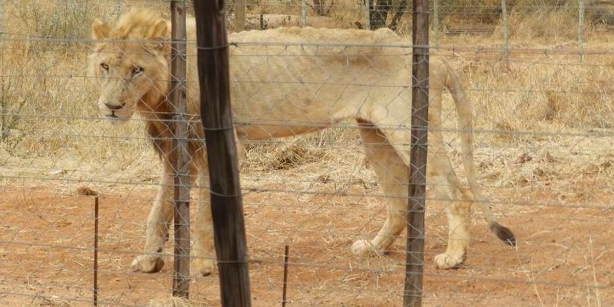 Photos Show Lions Starving At Nightmare Breeding Farm - The Dodo