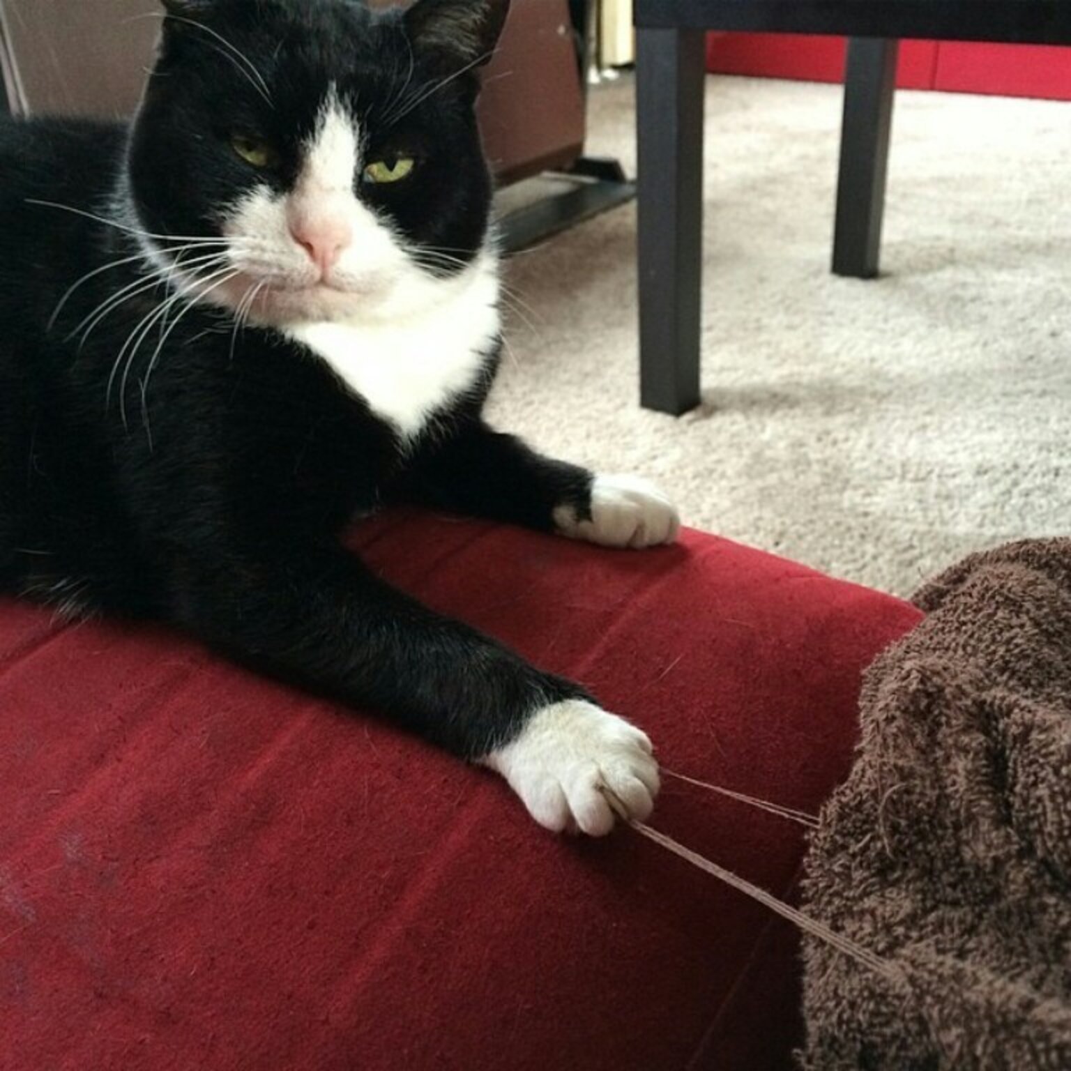 13 Pets Who Could Really Use A Hand Here - The Dodo