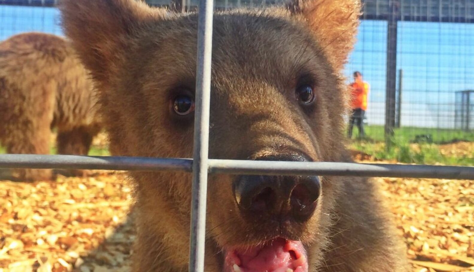 Mother And Baby Bears Kept In Cages Their Whole Lives Take First Steps ...
