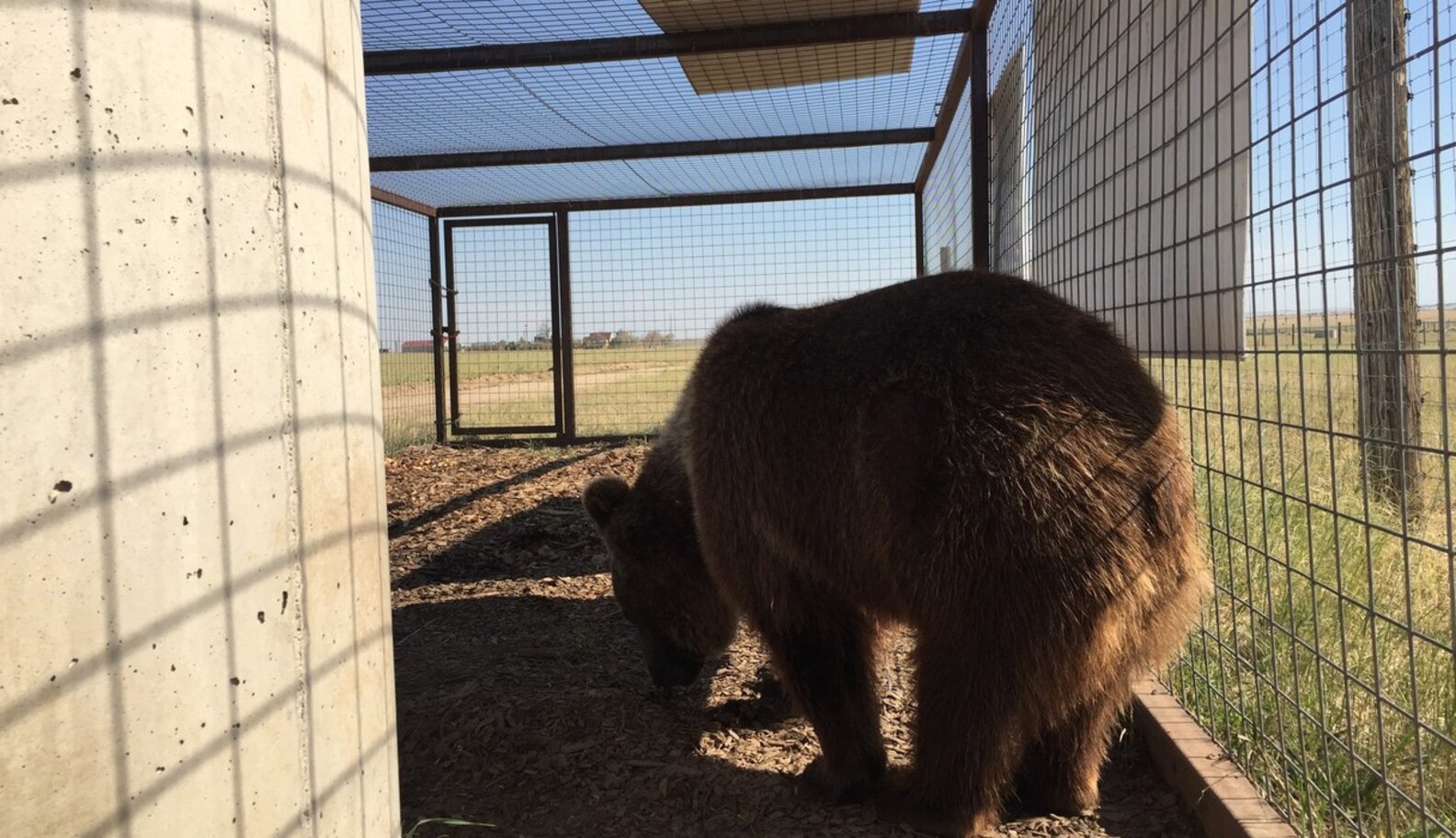 Mother And Baby Bears Kept In Cages Their Whole Lives Take First Steps ...
