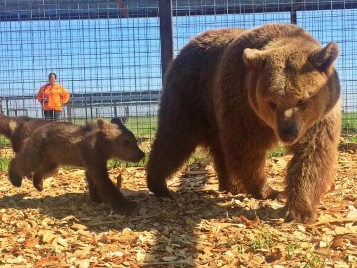Mother And Baby Bears Kept In Cages Their Whole Lives Take First Steps ...