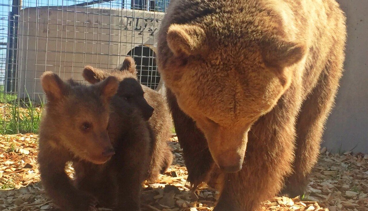 Mother And Baby Bears Kept In Cages Their Whole Lives Take First Steps ...