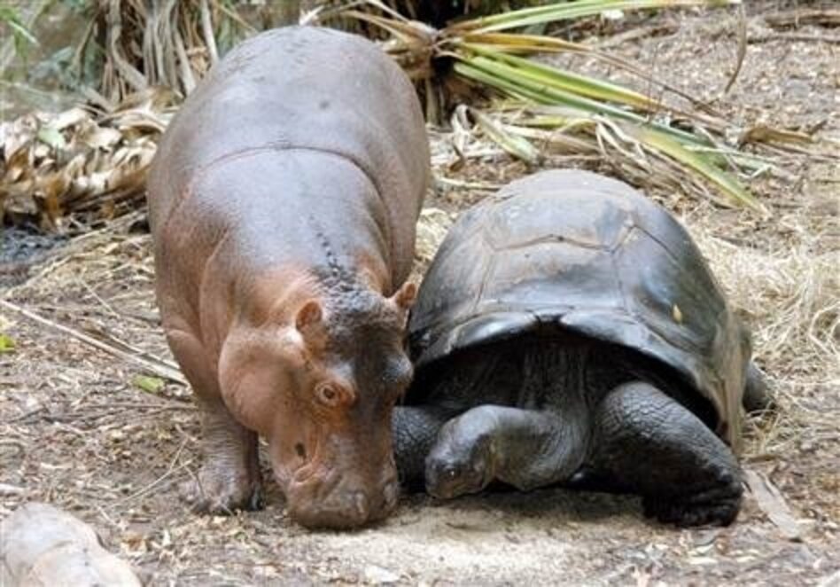 11 Unbelievably Unlikely Animal Friends - The Dodo