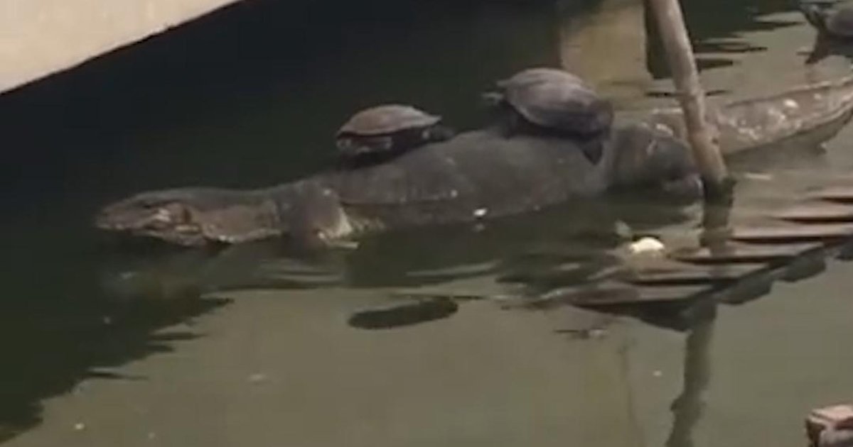 Turtles Get Free Ride On Back Of Lizard - The Dodo
