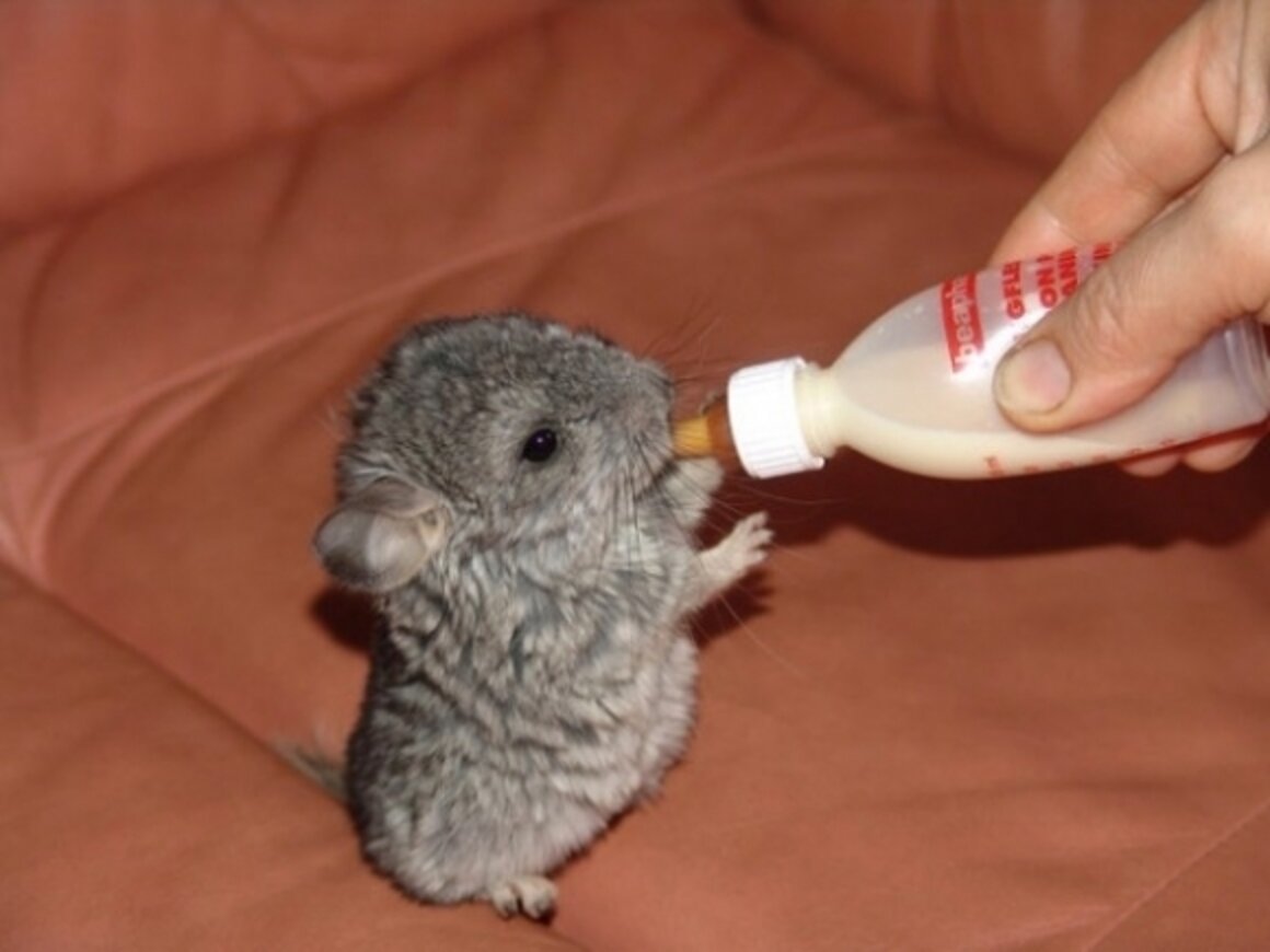 20 Animals You Never See As Babies - The Dodo