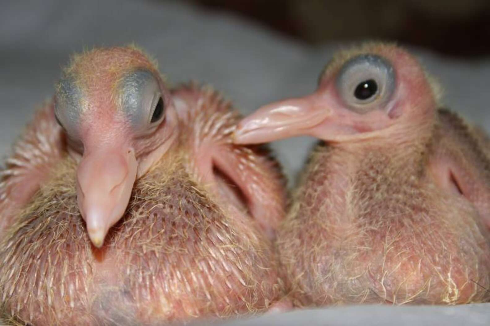20 Animals You Never See As Babies - The Dodo