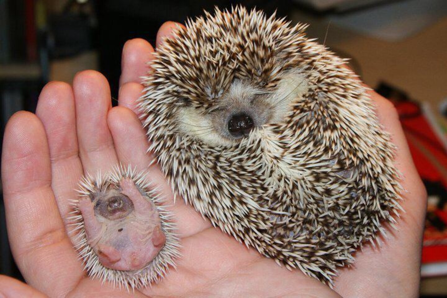 20 Animals You Never See As Babies - The Dodo
