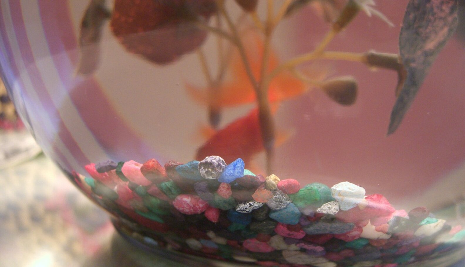 Goldfish Actually Don't Belong In Bowls - The Dodo