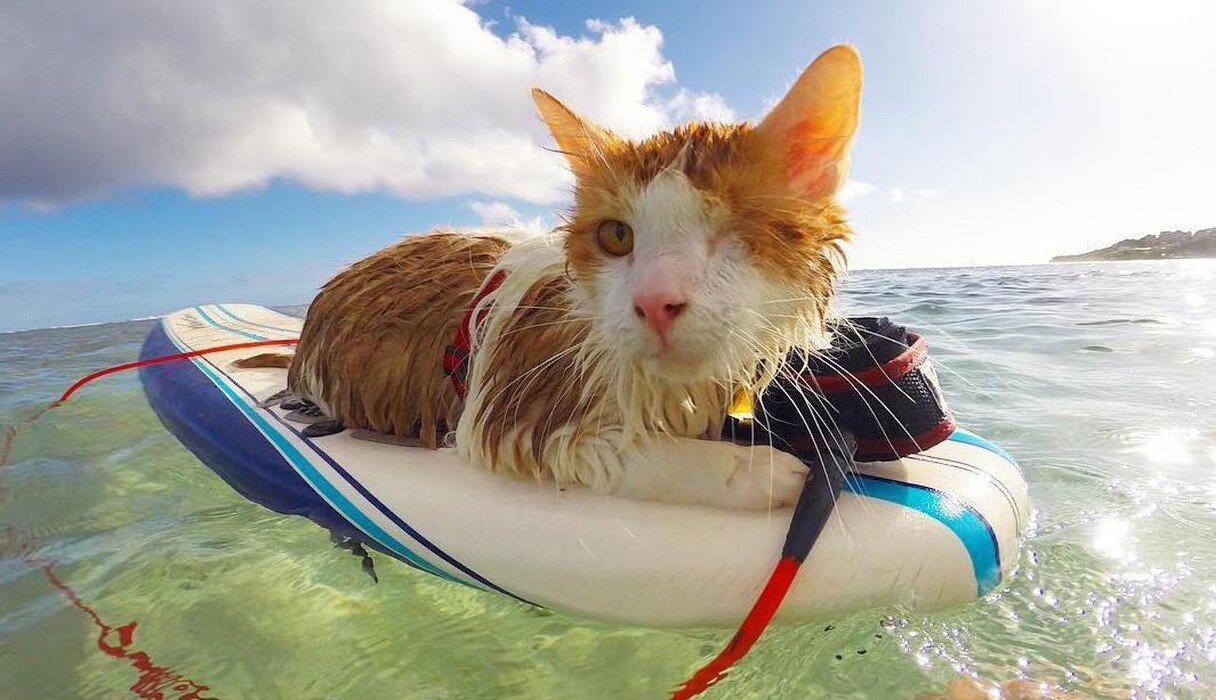 Surf Cat - The Dodo