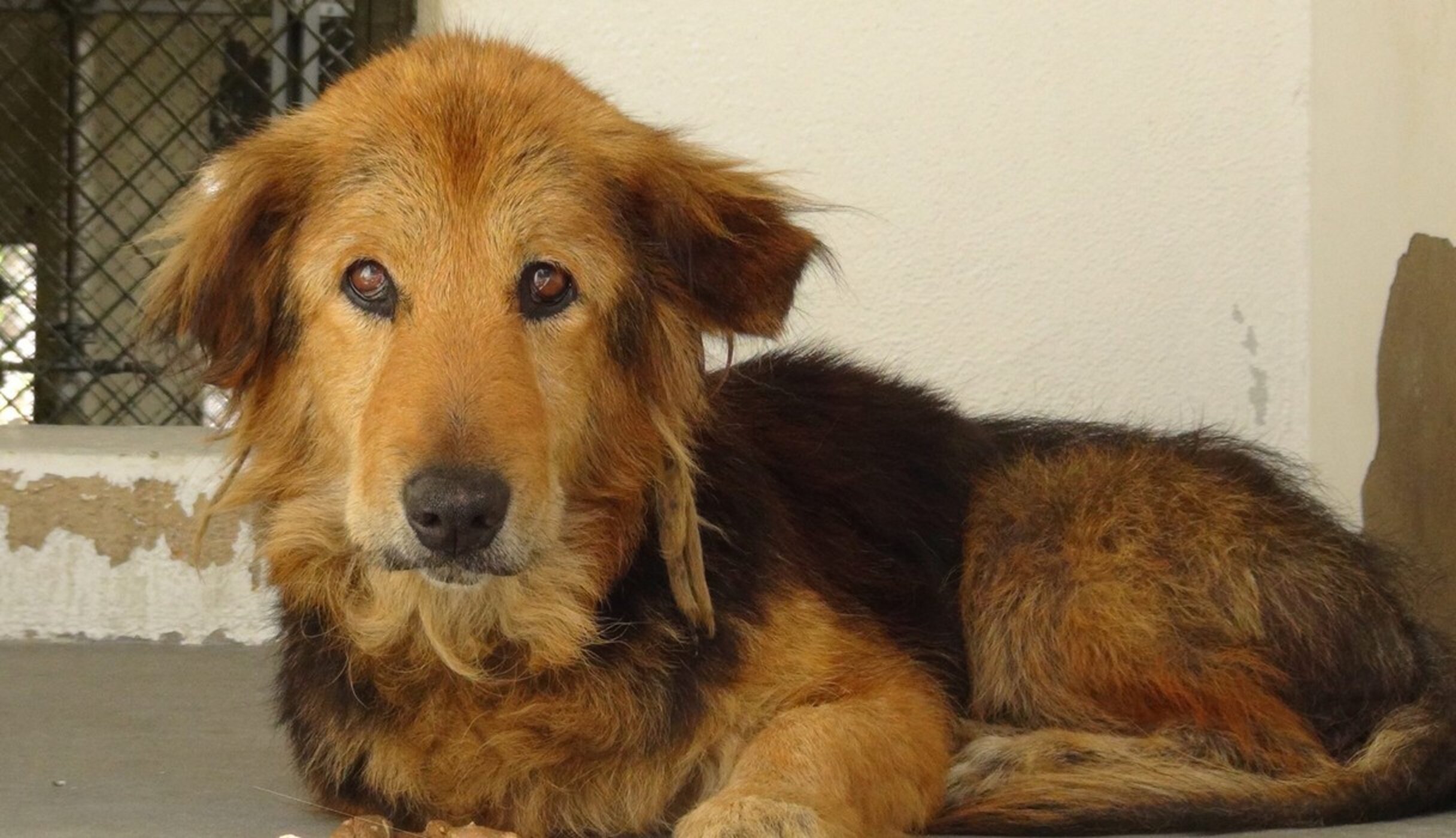 Senior Dog Discarded After Years Of Loyalty Because Family Was Too Busy ...
