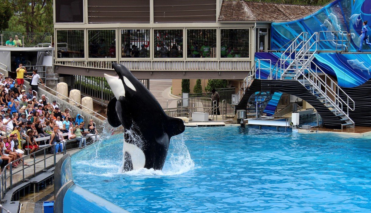 SeaWorld CEO Says They Make The World 'A Better Place For Animals ...